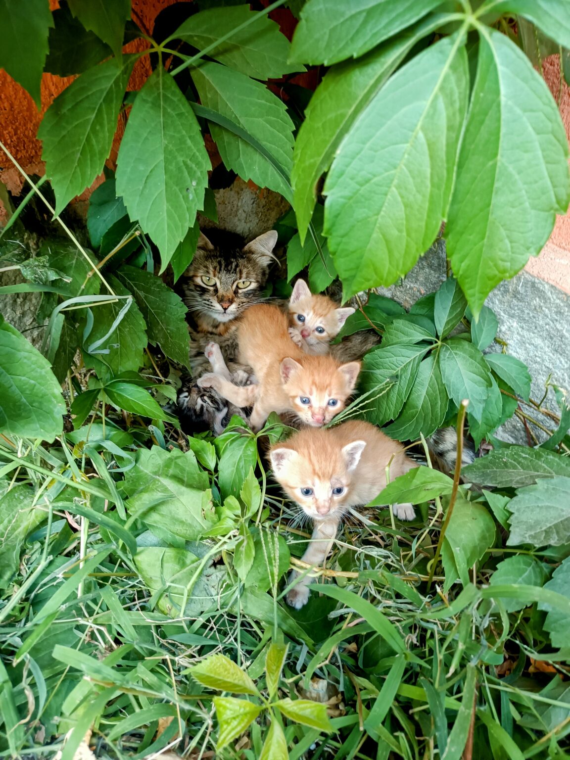 PRETTYKITTY had 4 fresh pieces. They all look like models… Obvs ...